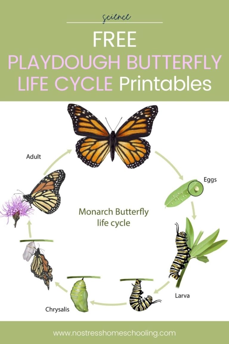 preschool butterfly life cycle printable - Printable Preschool Worksheets